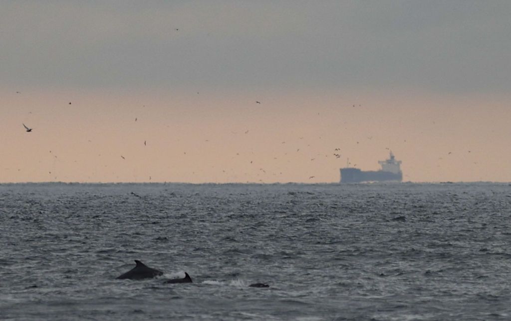 The Counteroffensive: A look at the Russian military's war dolphins