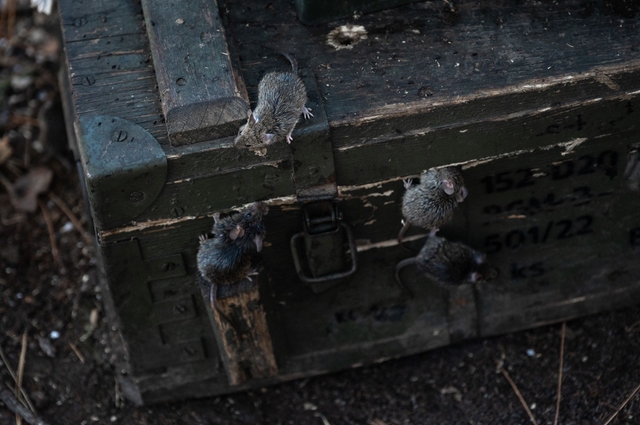War up close: How Ukraine’s soldier-photographers document their fight