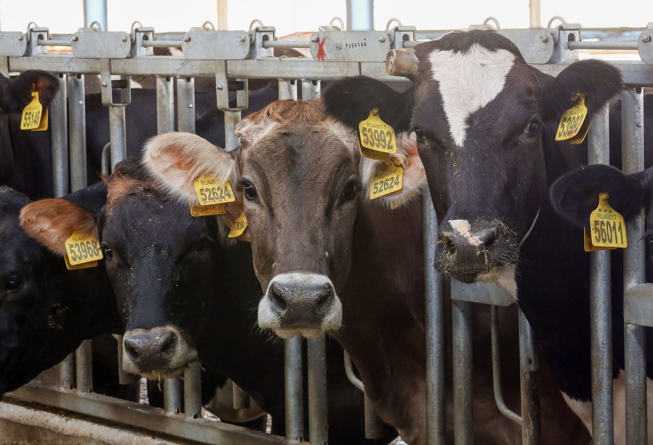 Russia’s cattle outbreak raises questions over possible cover-up