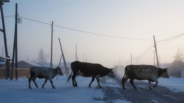 Russia’s cattle outbreak raises questions over possible cover-up
